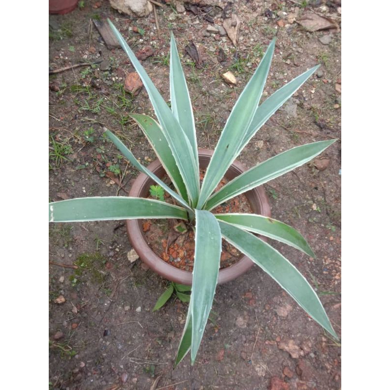 Pokok Agave Angustifolia (Caribbean Agave) dalam pasu / polybag ...