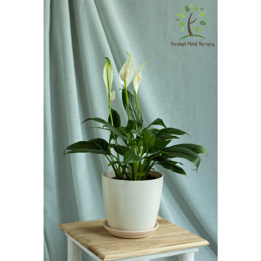 Berjaya Plant Nursery - Peace lily/Spathiphyllum Mojo(Pokok Bunga Hidup ...