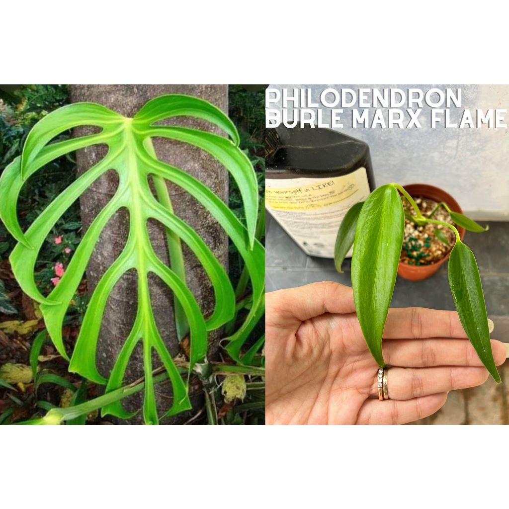 RARE Monstera Dilacerata / Monstera Burle Marx Flame Live Plant , Pokok ...