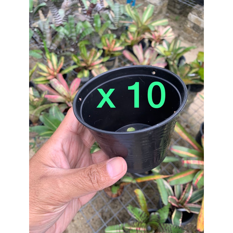 PASU HITAM THAILAND 4 inchi 🔥 | Shopee Malaysia