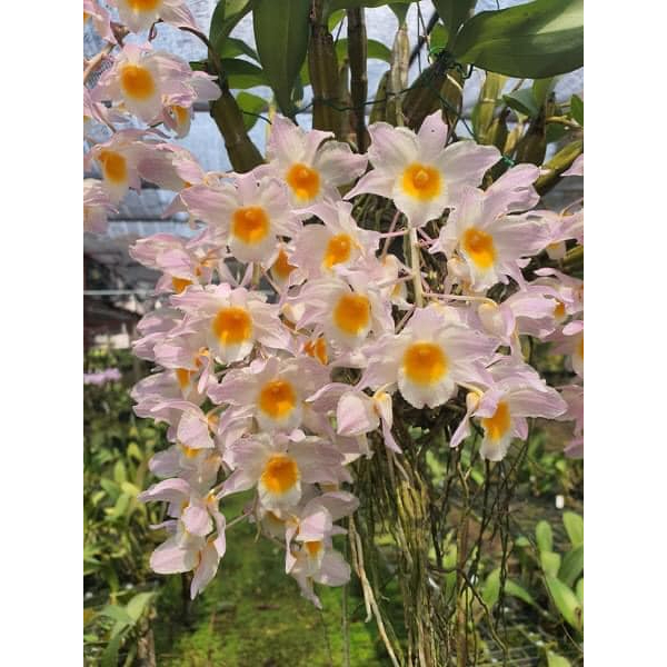 Anak Pokok Orkid Dendrobium Farmeri Pink | Shopee Malaysia