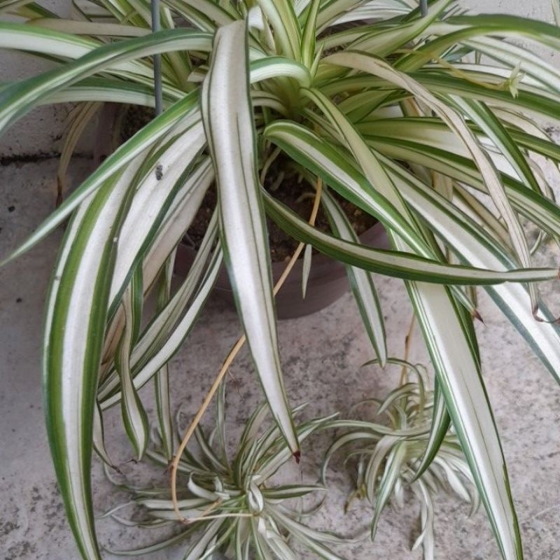 Spider plant (pokok spider) | Shopee Malaysia
