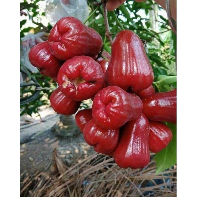 KKB Jambu Air Jambu Madu Thai King | Shopee Malaysia