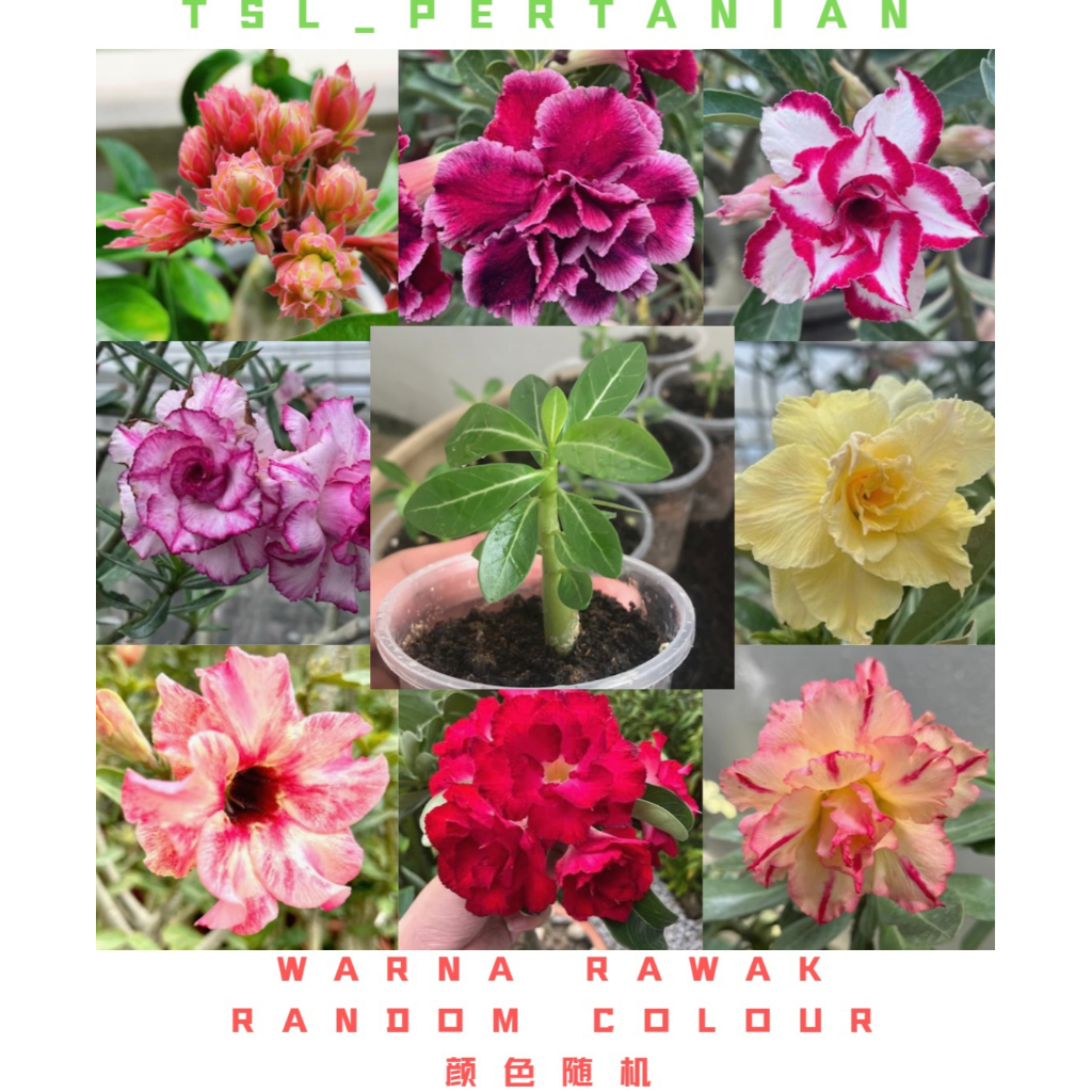 BUY 5 FREE 1（WARNA RAWAK）Anak Pokok Kemboja Rose / Bunga Kemboja ...