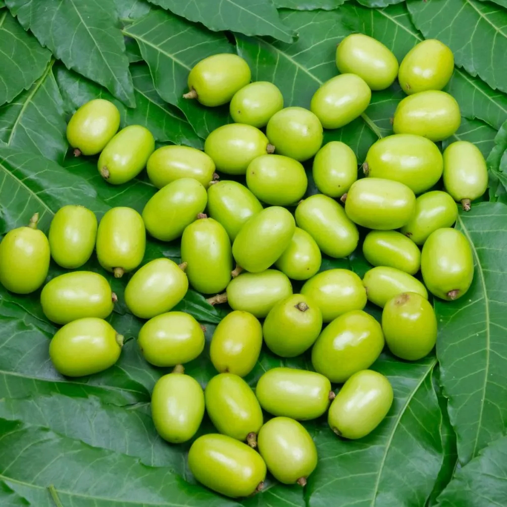 Anak Pokok Semambu aka Neem | Shopee Malaysia