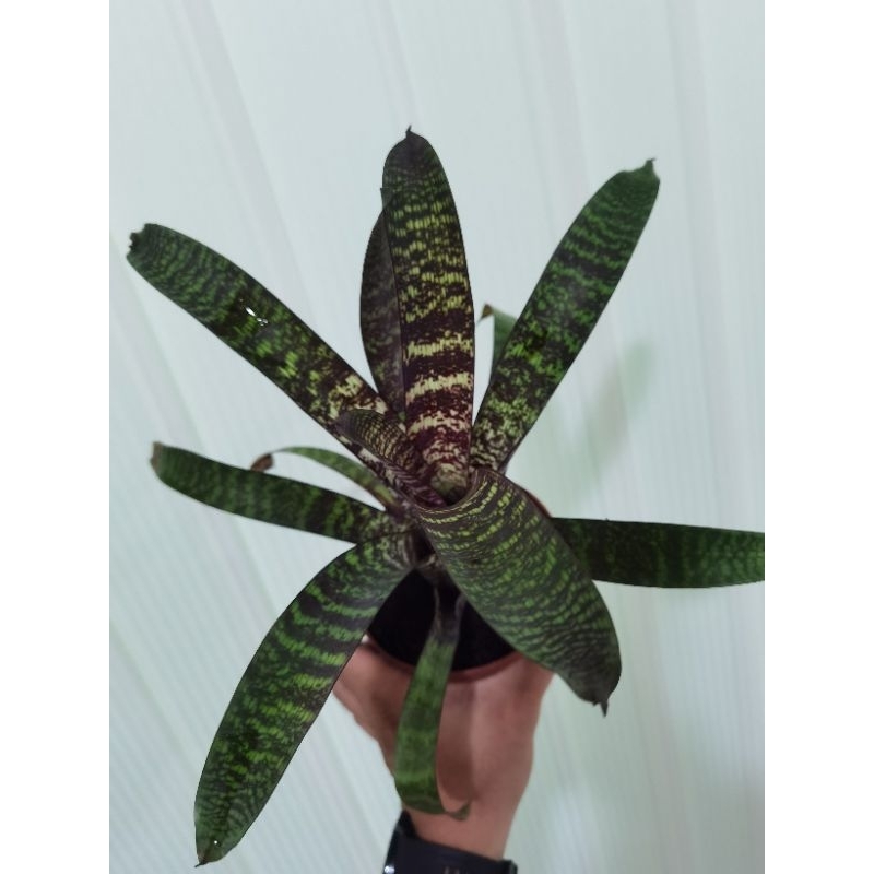 bromeliad vriesea Fosteriana var Seideliana | Shopee Malaysia