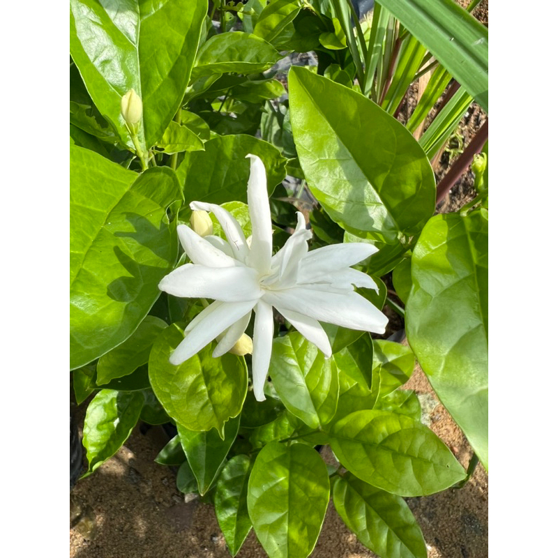 Belle of India / Melur India / Bunga putih tajam / Jasmine | Shopee ...