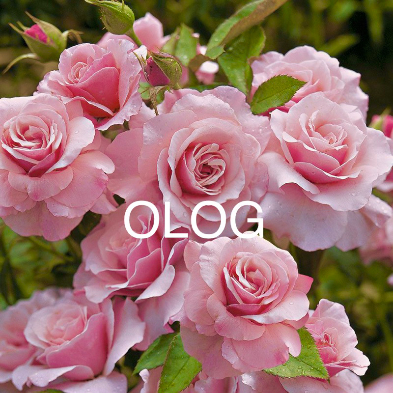 Ros ID OLOG/Our Lady Of Guadalupe (Grafted rose) | Shopee Malaysia