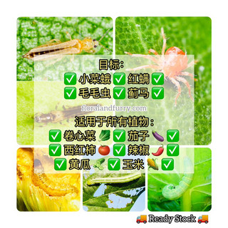 1L LINOTSU 10SC Chlorfenapyr 10% Racun Serangga Hama Merah Ulat ...