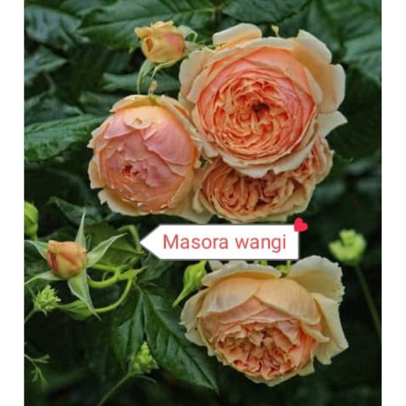 Ros wangi ID Masora (Japan Grafted Rose) | Shopee Malaysia