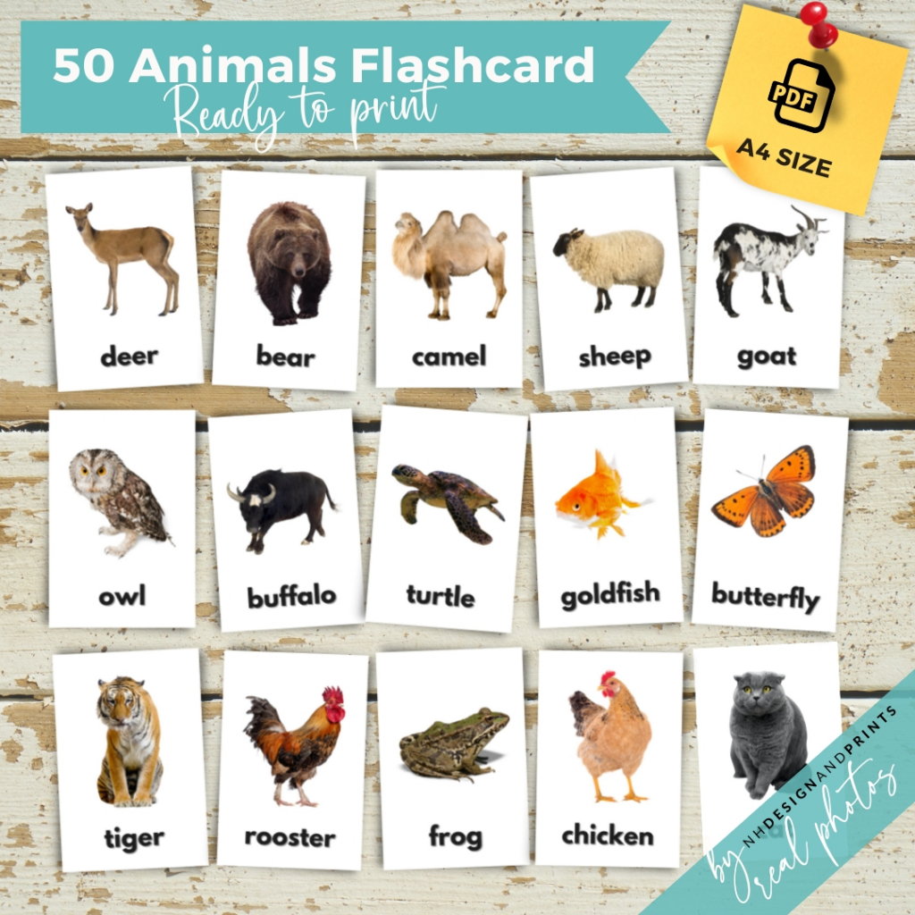 [Soft Copy PDF] Montessori Inspired Flashcard | Printable Real Photo ...
