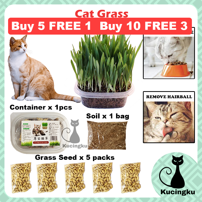 【BUY 5 FREE 1 】 Wheat Cat Grass Seed Benih Rumput Kucing Cat Snack Cat ...