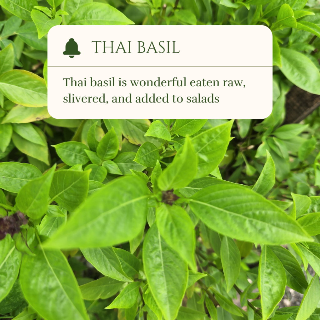 Thai Basil / Selasih, Bunga Ungu (anak pokok) | Shopee Malaysia