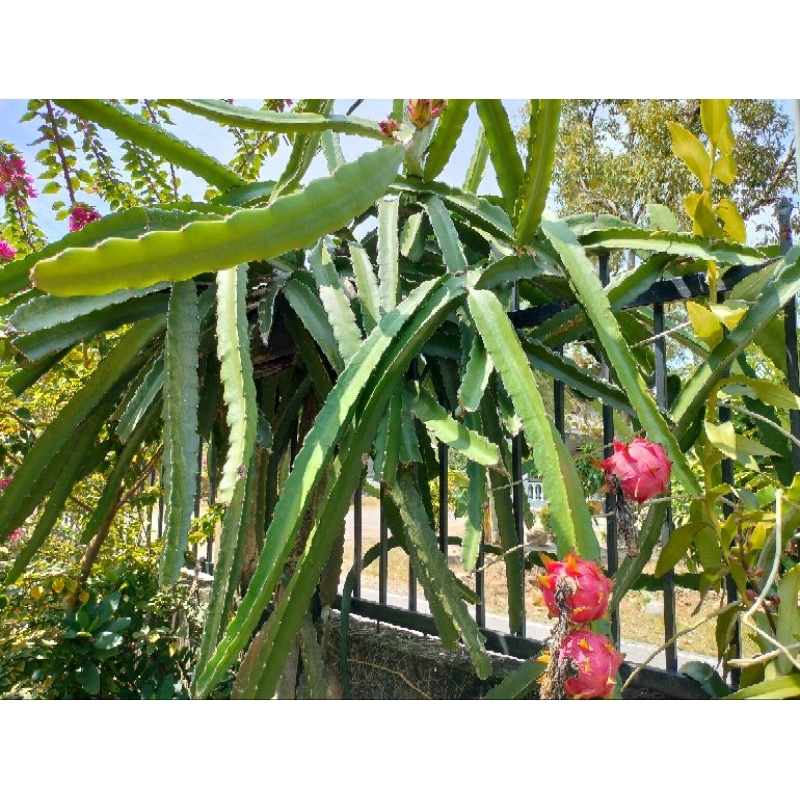 Keratan Pokok Buah Naga Isi Merah / Red Dragon Fruit Stem (30cm approx) | Shopee Malaysia
