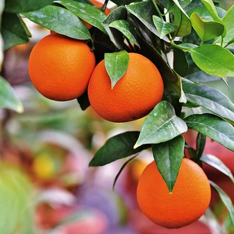 Orange 橘子橙种子 Biji Benih Oren Manis Fruit Buah Buahan Seed Plant 10pcs ...