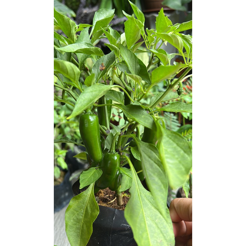 Pokok Cili Lada / Cili Solok / Cili Besar | Shopee Malaysia