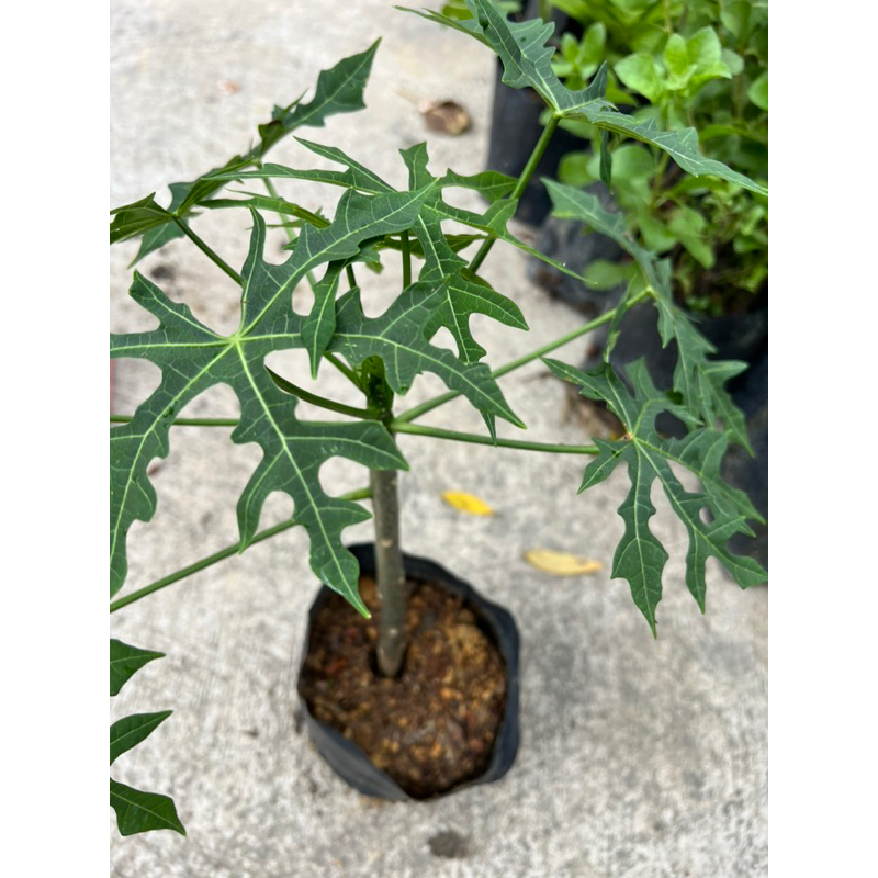 Ubi Chaya / Ajinomoto anak pokok dalam polybag / Pucuk Ulam tak pahit ...