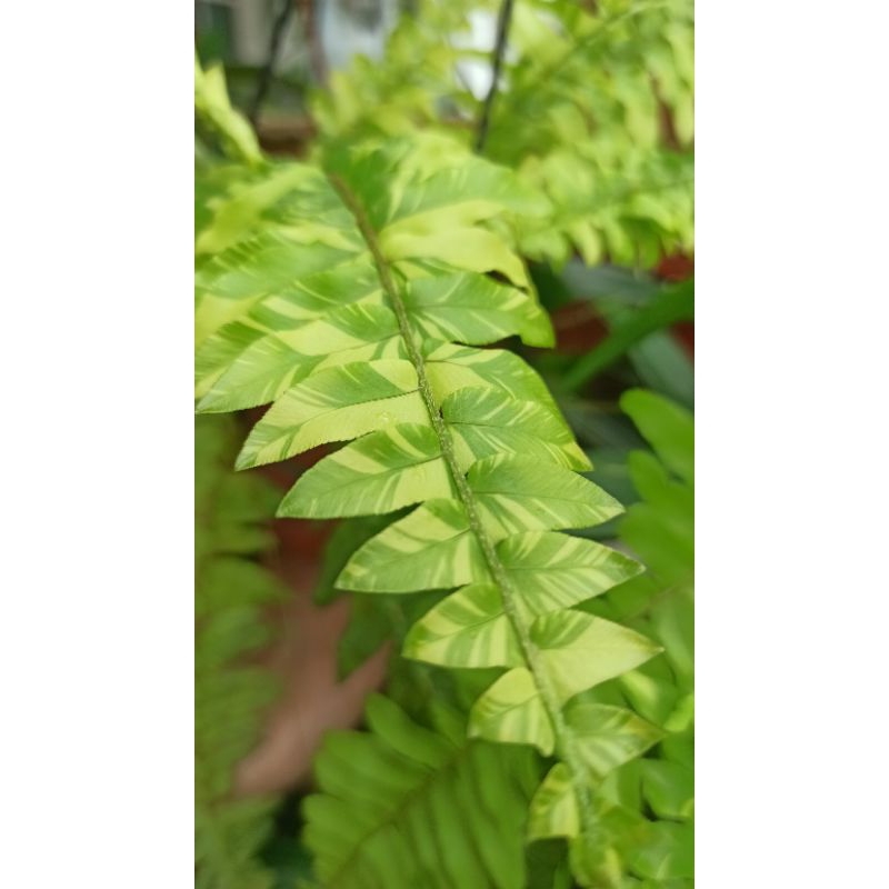Variegated Boston Tiger Fern (Rare) | Shopee Malaysia