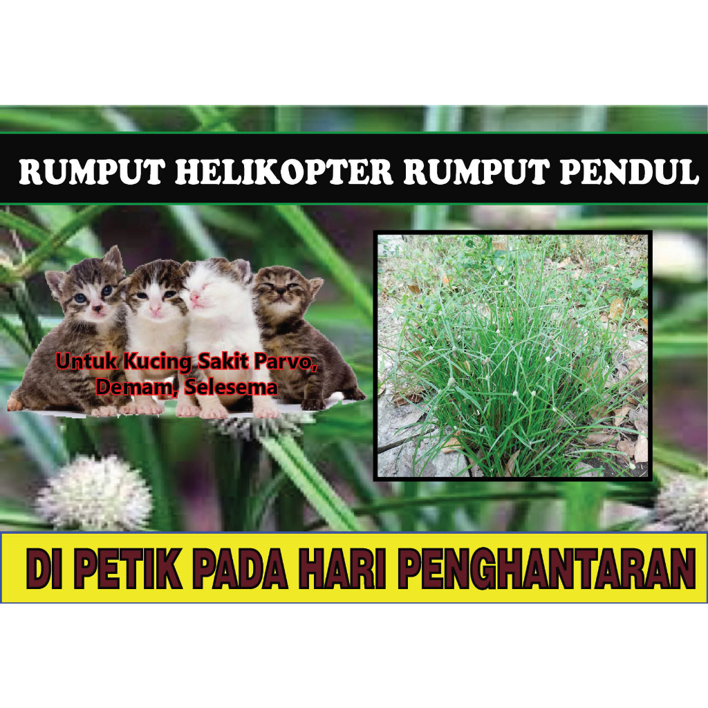 RUMPUT HELIKOPTER / PENDUL ( > 200 GRAM) | Shopee Malaysia