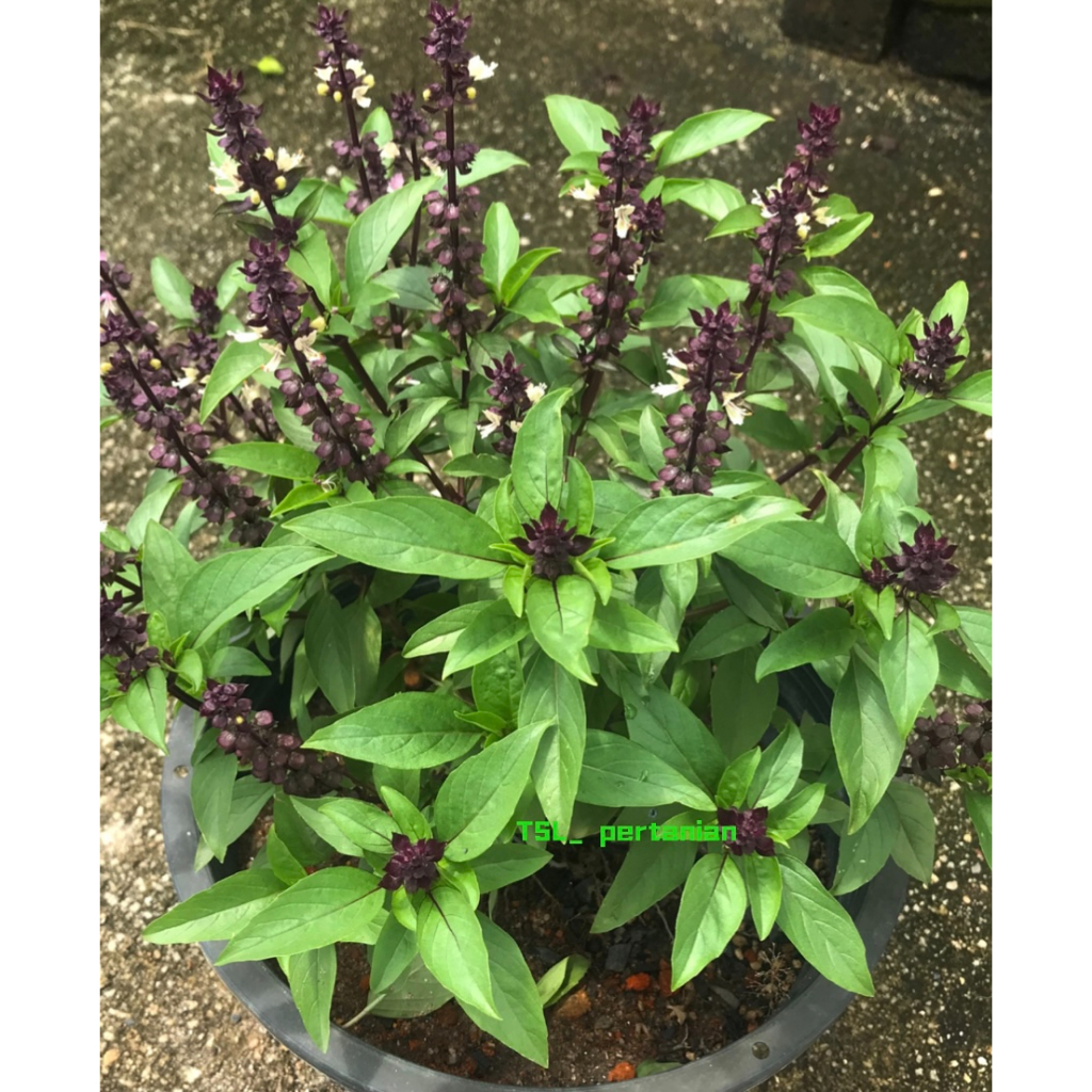 1 Pack（BUY 2 FREE 1）100 Biji Benih Basil Selasih / 100pcs Seed Thai ...