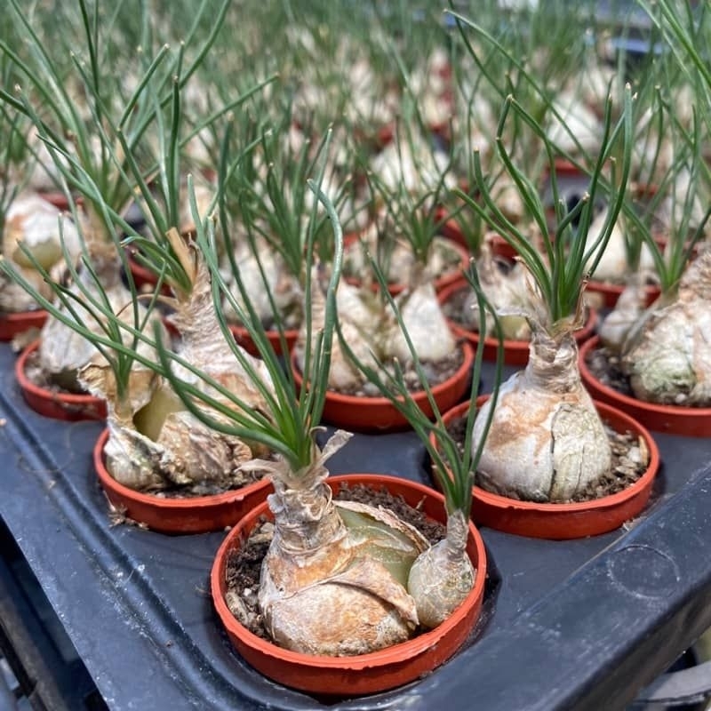 WAF rare succulent Albuca Humilis 哨兵花 with 55mm pot direct from Cameron ...