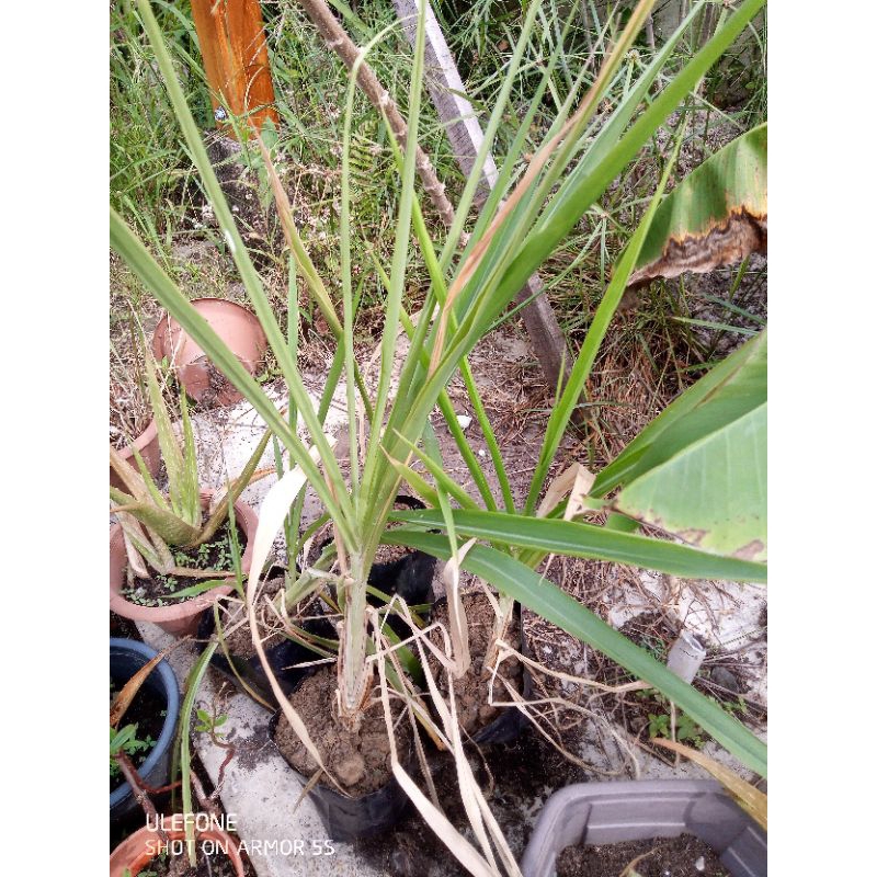 Pokok Napier Pandan (anak pokok) | Shopee Malaysia