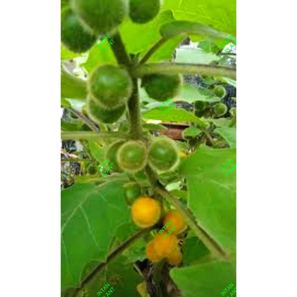 ANAK POKOK TERUNG ASAM / TERUNG BULU / DAYAK / SOUR BRINJAL PLANT ...