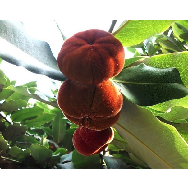 Anak Pokok Mentega/Seralat (Buah Nadir) | Shopee Malaysia