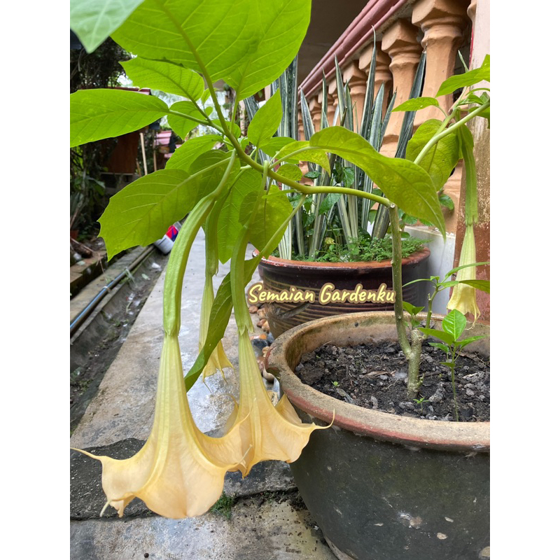 💮POKOK BUNGA TEROMPET // BUNGA KECUBUNG // ANGEL'S TRUMPET // DATURA💮 ...