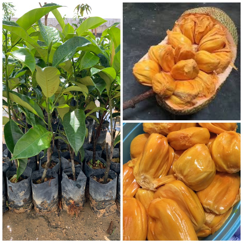 Anak pokok cempedak durian hybrid/cempedak CH38 | Shopee Malaysia