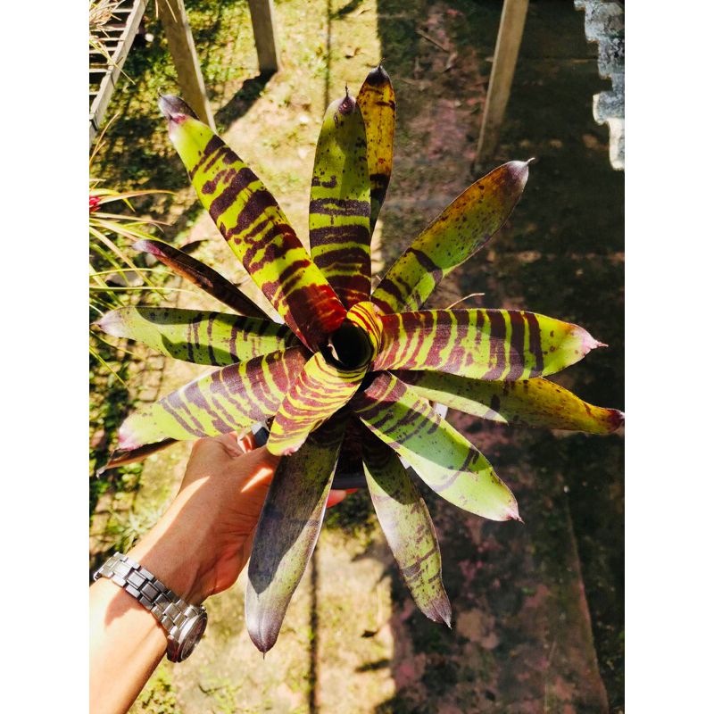 Neoregelia Blueberry Tiger （ 積水风梨 / bromeliad ) | Shopee Malaysia