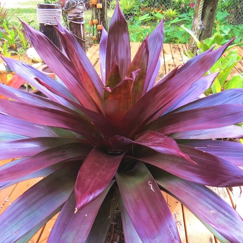 Bromeliad Alcantarea Imperialis Merlot (Giant Bromeliad) | Shopee Malaysia