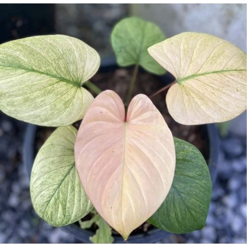 Homalomena Rubescens Mint | Shopee Malaysia