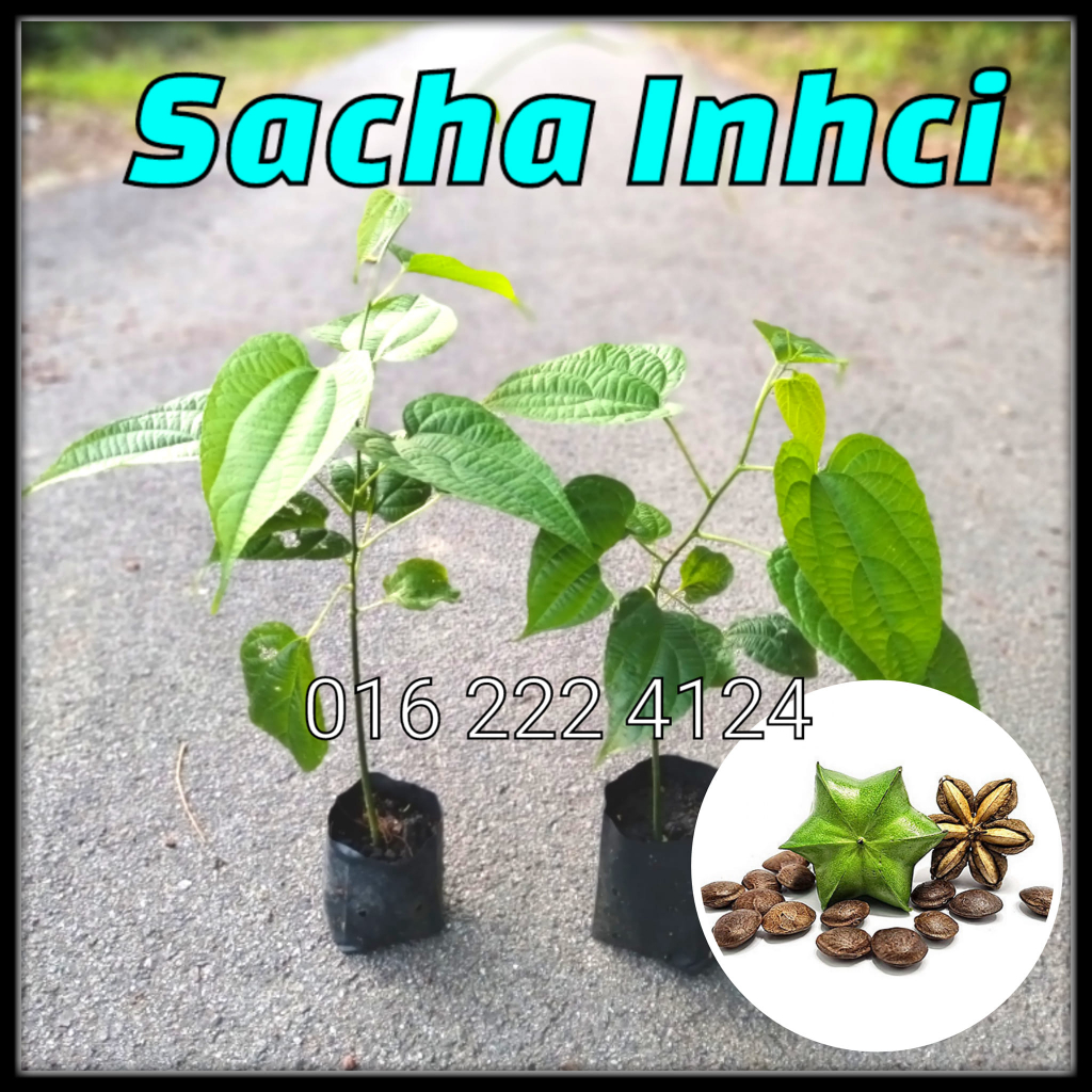 Anak Pokok Sacha Inchi Matang | Shopee Malaysia