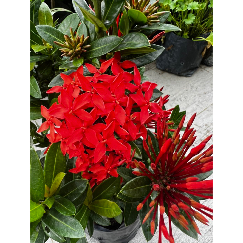 Ixora dalam polybag / Jejarum / Siantan / Pokok Landscape | Shopee Malaysia