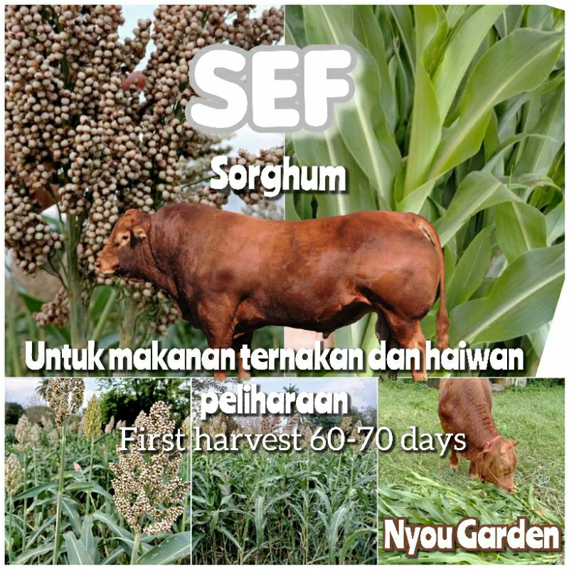 Biji Benih SEF 250 biji Sorghum seed Tuaian 60-70 hari | Shopee Malaysia