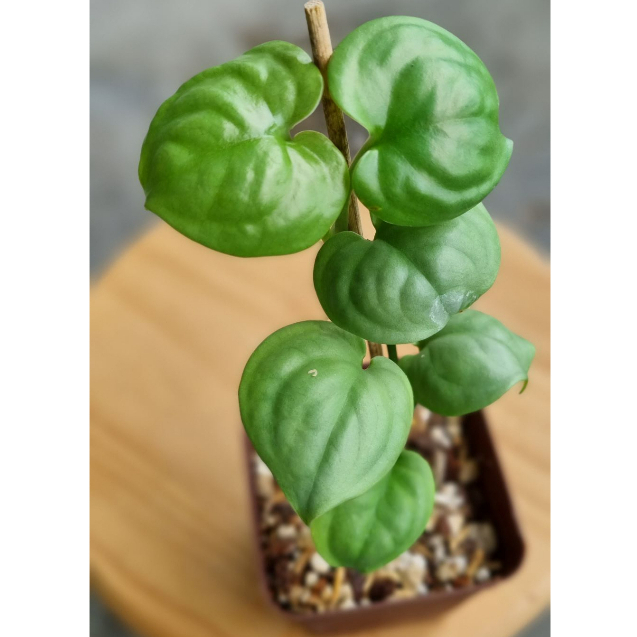 Scindapsus Lucens Plant | Shopee Malaysia