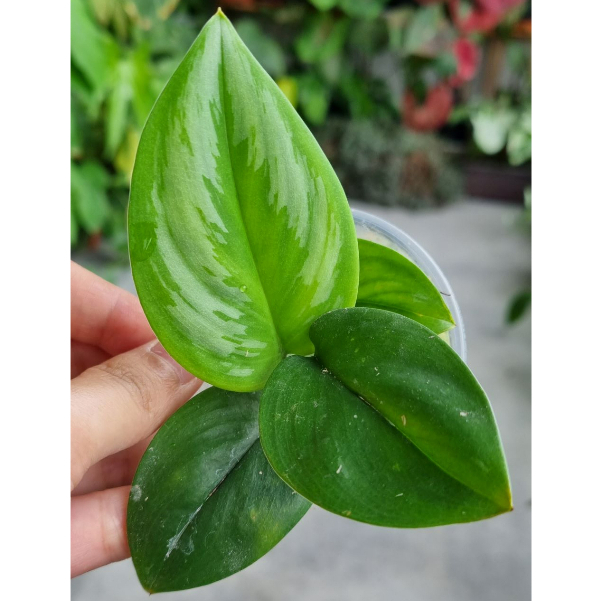 Scindapsus Officinalis Plant | Shopee Malaysia