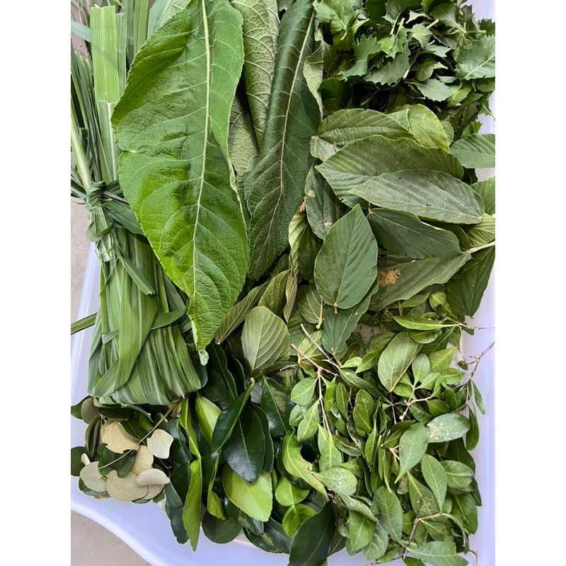 DAUN SEGAR HERBA MANDIAN PANTANG 500GM🌱🍃 | Shopee Malaysia