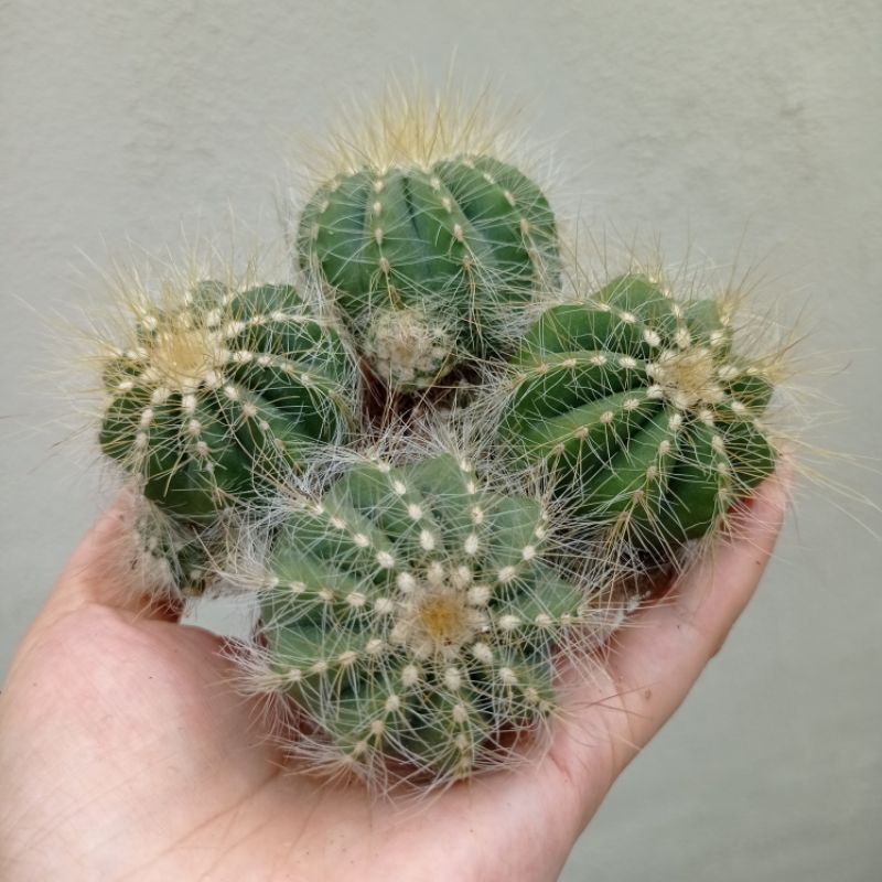 Cactus (Parodia Magnifica) | Shopee Malaysia
