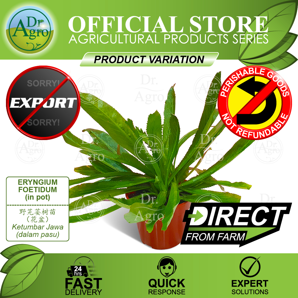 Dr. Agro || Anak Pokok Ketumbar Jawa、刺芫荽/越南香菜树苗/Culantro Plant/Eryngium ...