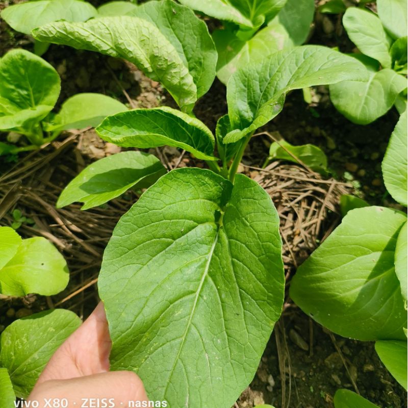 Benih Sayur Vegetable Seed Sawi Bunga Sawi Manis Flowering Caixin Seeds ...