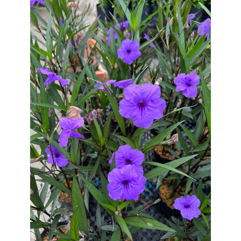 Ruellia Bunga Ungu Tahan Panas / Hiasan Pagar Rumah | Shopee Malaysia