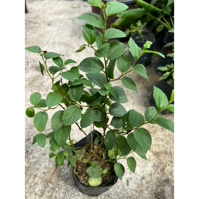 Pokok Bidara Duri Saiz Besar Banyak Daun / Bidara Ubat | Shopee Malaysia