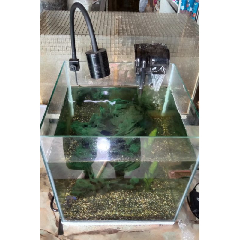AQUARIUM= CHANNA, SMALL FISH TANK(1 FT X 1FT X1FT | Shopee Malaysia