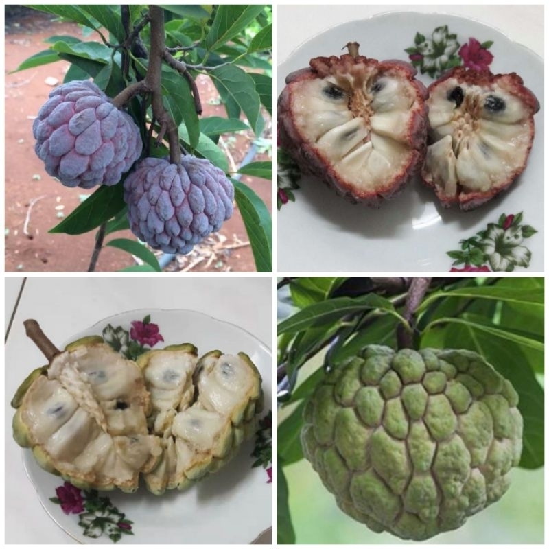 Biji Buah Nona /Fruit Seed Sugar Apple /水果种子 释迦果 | Shopee Malaysia
