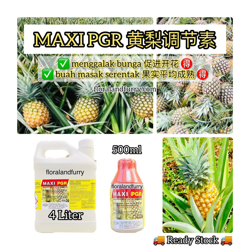 500ml 4L Maxi PGR Ethephon Hormon Nanas Pineapple Plant Growth Hormone ...