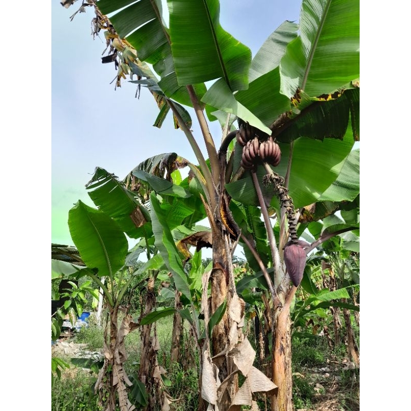 buah pisang raja udang rm7 1kg | Shopee Malaysia