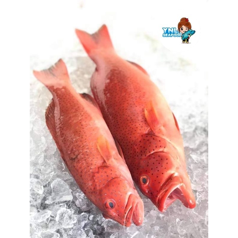 Sabah Wild Coral Grouper 300g-480gU/S/沙巴野生七星斑 300g-480gU/S | Shopee ...