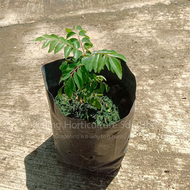 [Paling Horticulture Sdn Bhd] Anak Pokok Kari 咖喱叶树苗 | Curry Leaf Tree ...